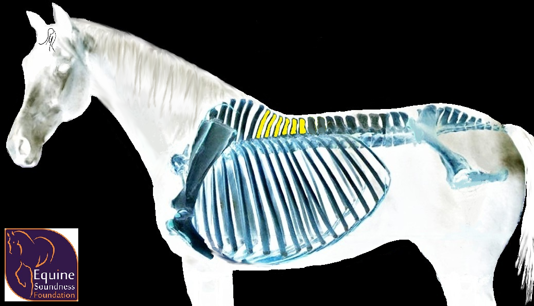 Equine Soundness Foundation - Rider asymmetry, horse spinal rotation